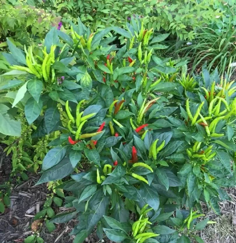 wequality Hybrid chilli seeds,hybrid mirch seeds,hybrid Miracī seeds ...