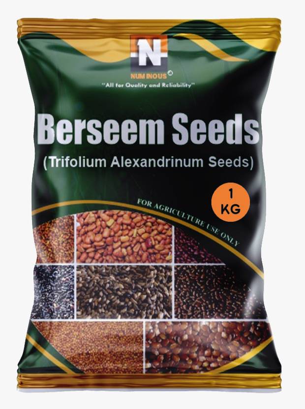 Numinous Berseem, Trifolium Alexandrinum, Egyptian clover Seed Price in ...