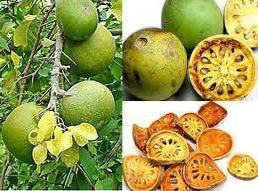 JRYU Bel Patra Fruit Seed Price in India - Buy JRYU Bel Patra Fruit ...
