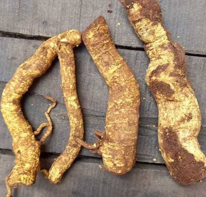 Pioneer Natural Salacia reticulata, Koranti, Nerani నేరాణి, Saptarangi ...