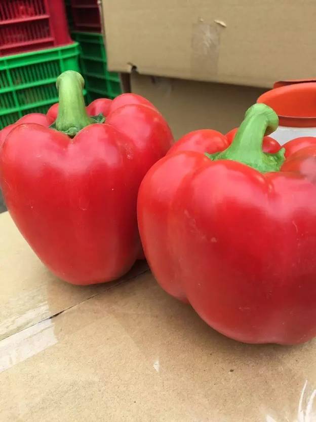 VASUDHA Organic Red Capsicum Seed Price in India - Buy VASUDHA Organic ...