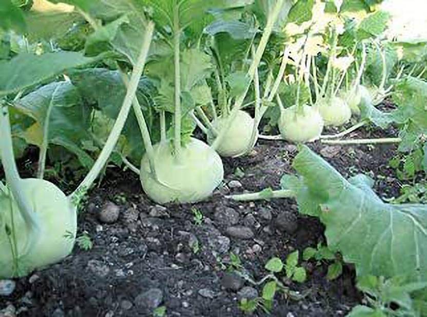 KANAYA Knol Khol Vegetable Fresh Hybrid Seed Price in India - Buy ...