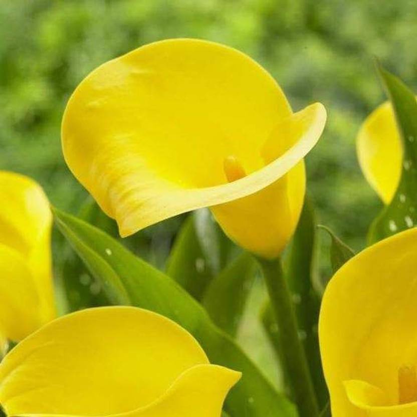 Radha Krishna Agriculture Imported Calla Lily Yellow Flower Bulbs For ...