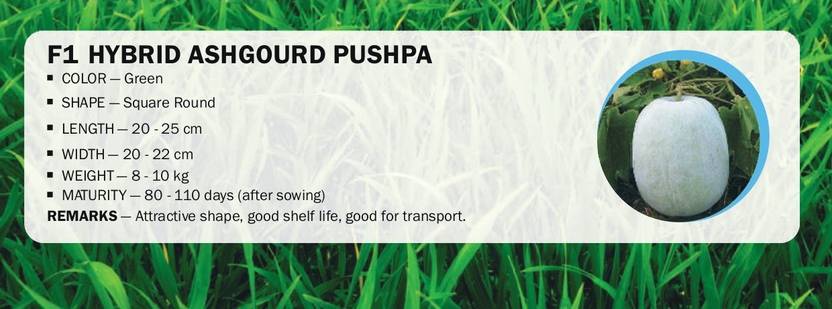 CYBEXIS F1 HYBRID ASHGOURD PUSHPA(100 Seeds) Seed Price in India - Buy ...