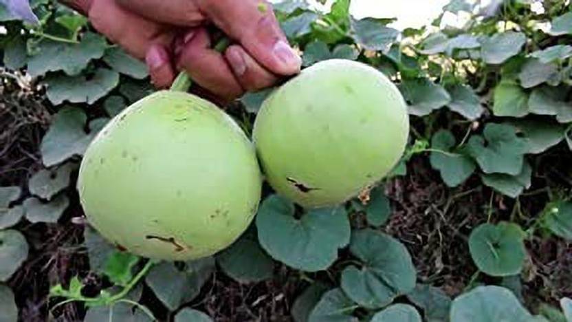 Chalisa Agencies Bottle Gourd round, Kaddu, Lauki Seed Price in India ...