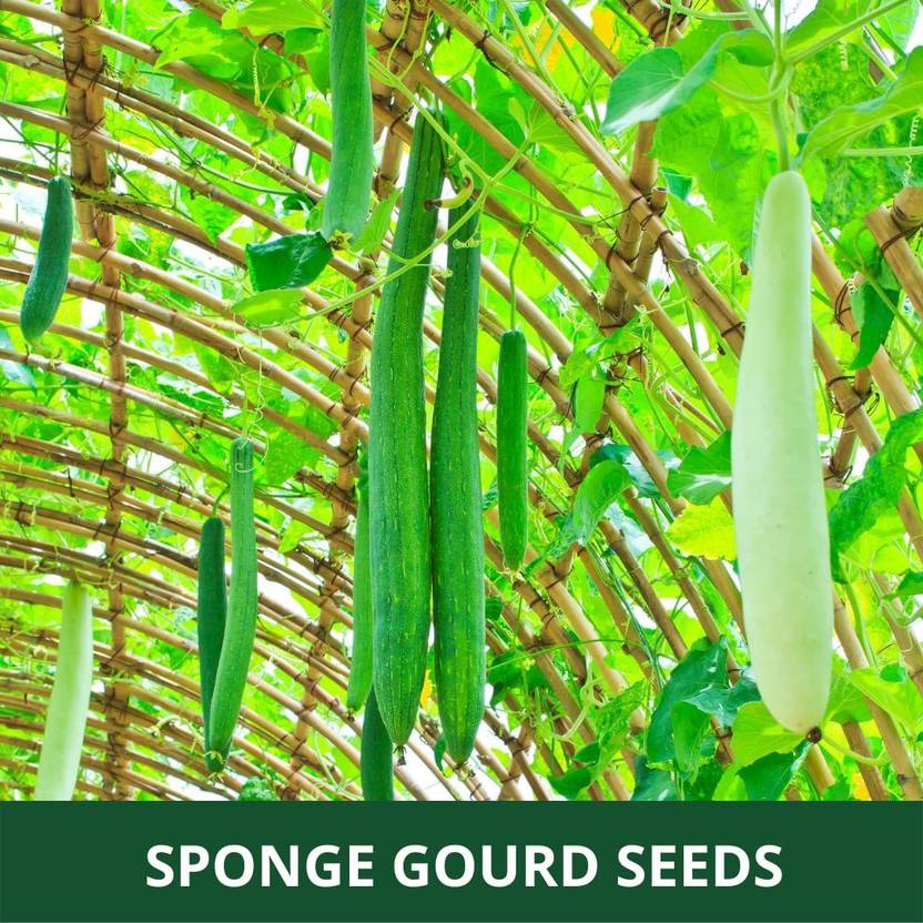 VibeX ® VLR-115 GREEN SPONGE GOURD TORAI SEEDS Seed Price in India ...