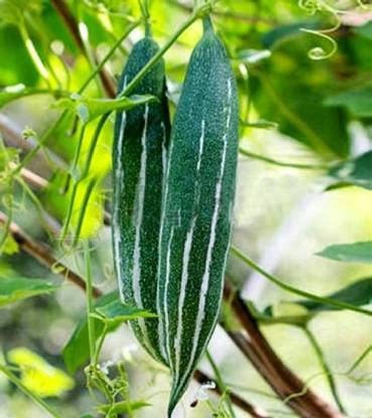 VibeX ® XLR-118 Snake Gourd Chichinda Seeds Seed Price in India - Buy ...