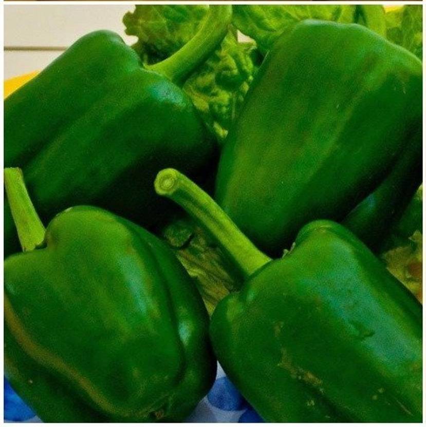 VibeX ® XLR-97 Capsicum (Simla Mirch/Pahadi Mirch) Vegetable Seeds Seed ...