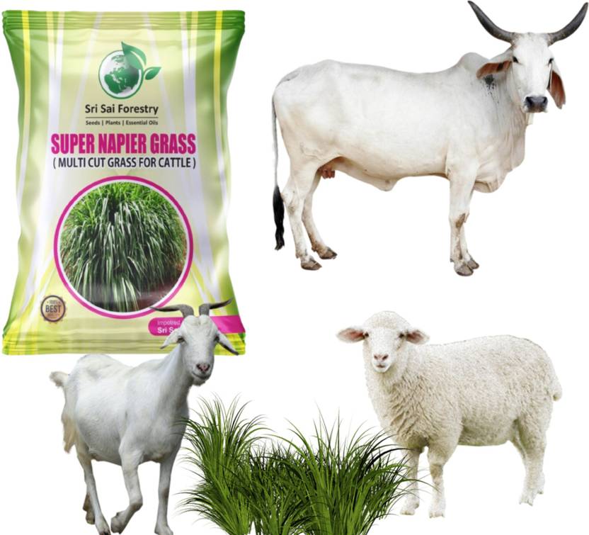 Sri Sai Forestry Super Napier Grass Seed High Yield Multi Cut Grass