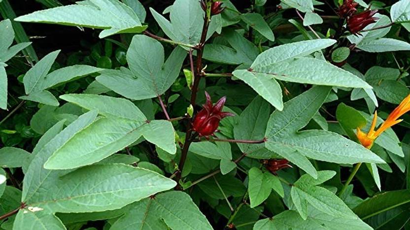 Aro Ambada Red, Gongura, Roselle Seed Price in India - Buy Aro Ambada ...