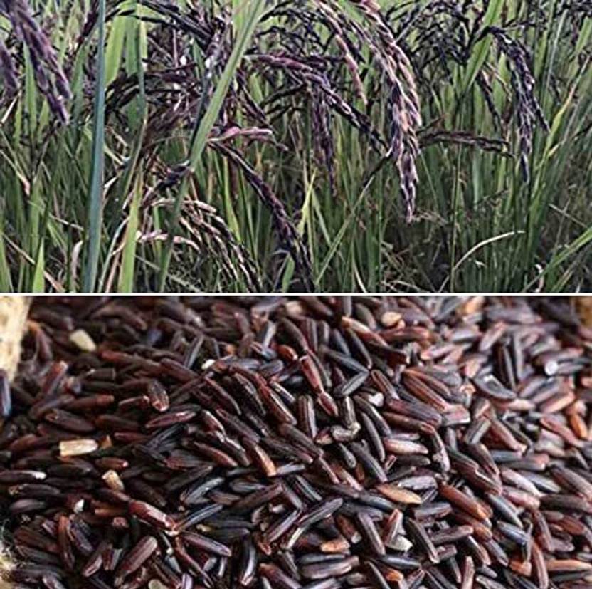 STOKIYA BLACK RICE PADDY F1 HYBRIDE VARIETY RAREST MANIPURI PADDY (4 KG ...