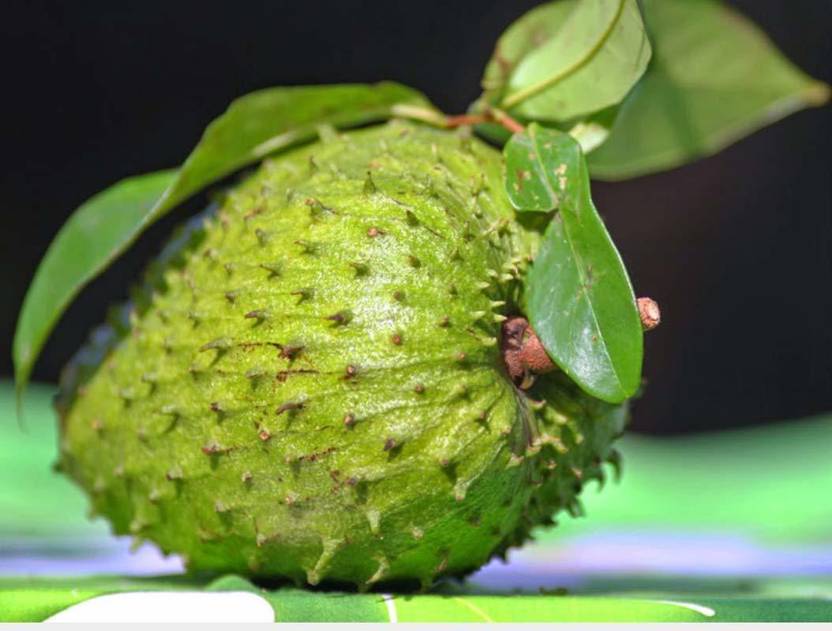 Ovule Rare Soursop Fruit Lakshman fal Annona muricata Seed Price in ...