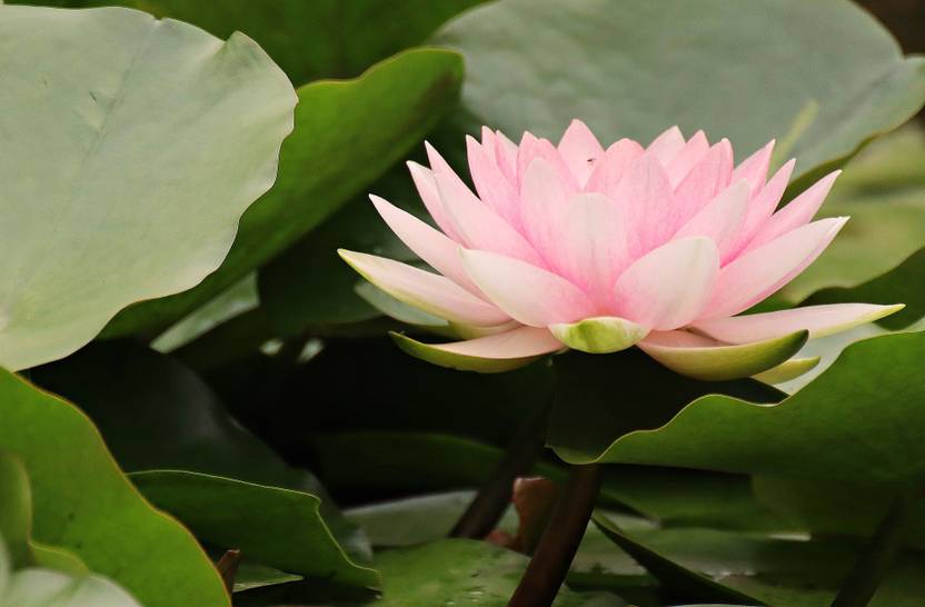 BALCONYPLANTX worlds rare LOTUS ( KAMAL ) flower Seed Price in India ...