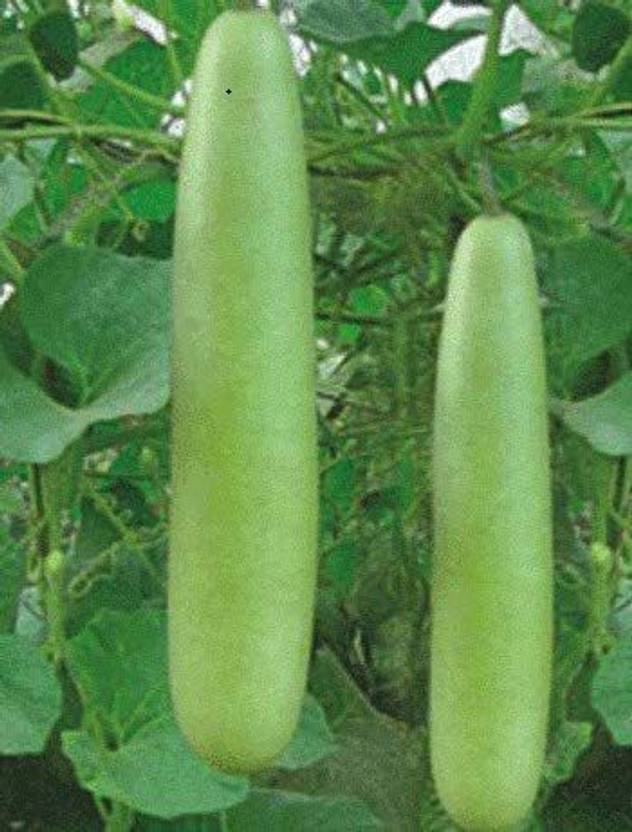 VibeX PUAS-9 - Indian Dudi Calabash Bottle Gourd - (100 Seeds) Seed ...