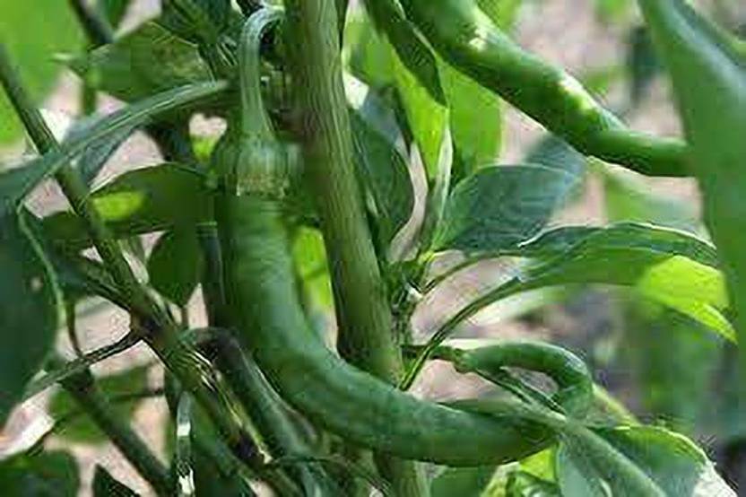 Weber Chilli seed , mirchi seed Seed Price in India - Buy Weber Chilli ...