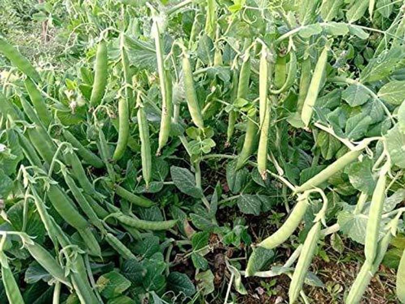 KANAYA Peas Seeds( Matar Ke Beej) Seed Price in India - Buy KANAYA Peas ...