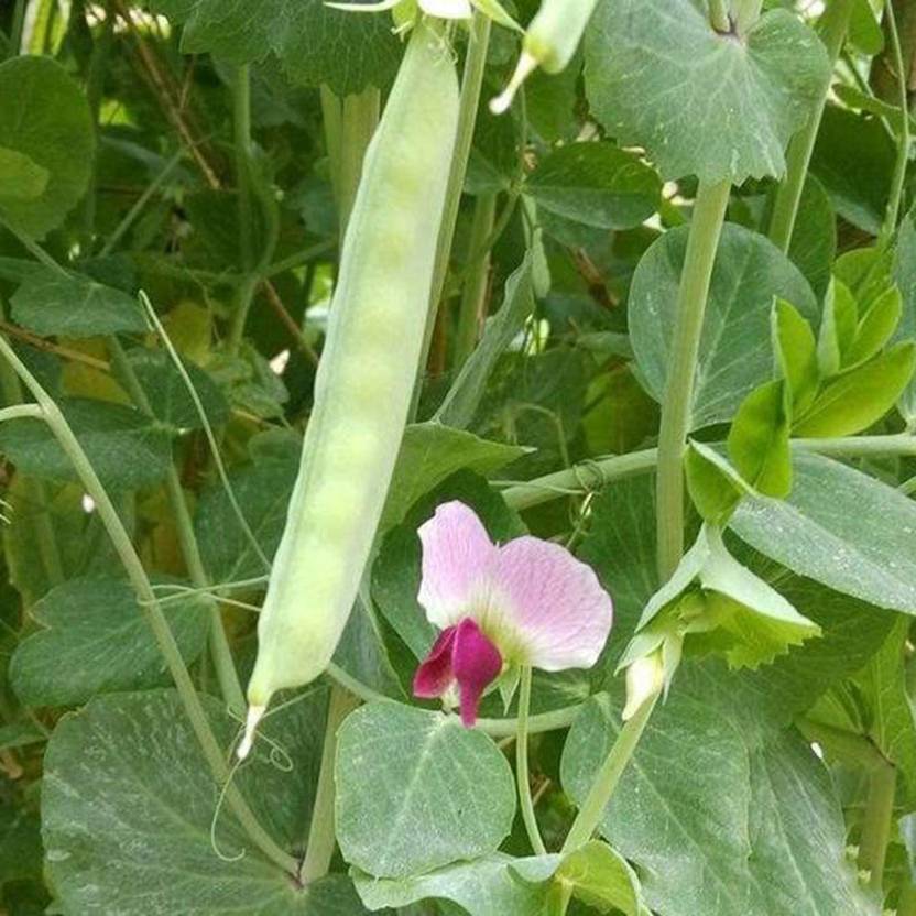 ENINE Matar Seed Price in India - Buy ENINE Matar Seed online at ...