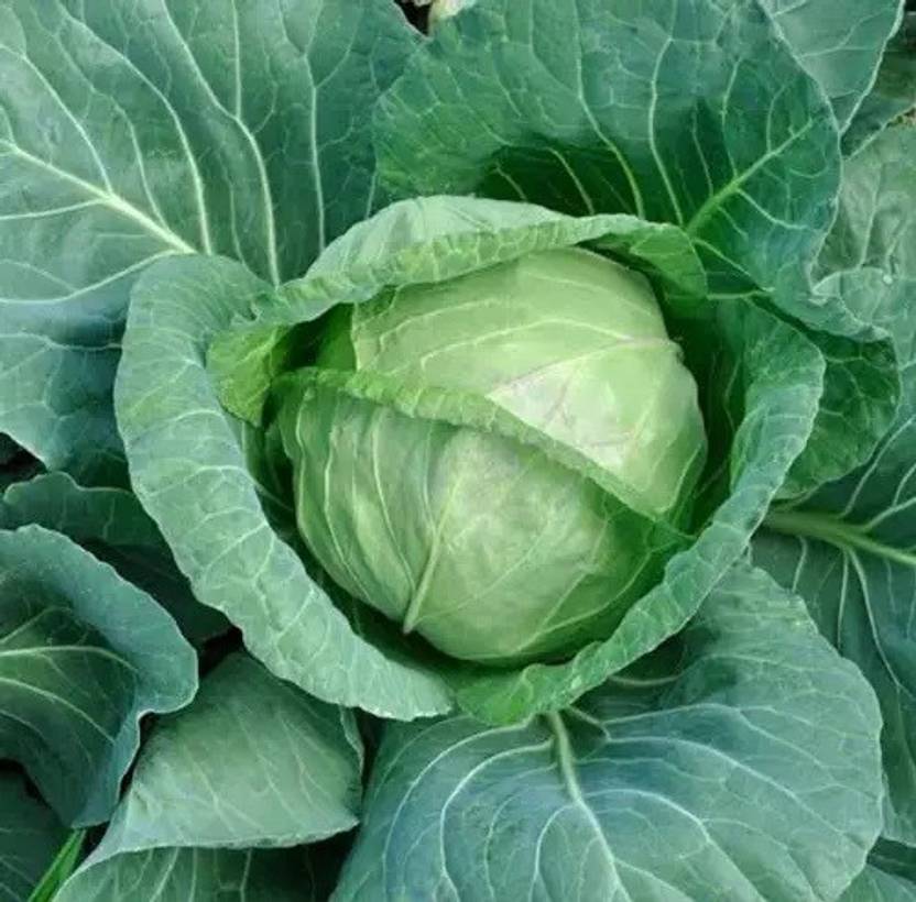 MYLAWN Organic green cabbage (पत्ता गोभी के बीज) Seed Price in India ...
