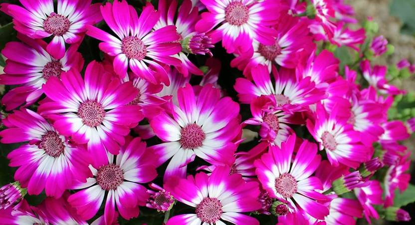 JRYU Cineraria ‘Mix’ F1 Hybrid Flower Seeds for Home Gardening Seed ...