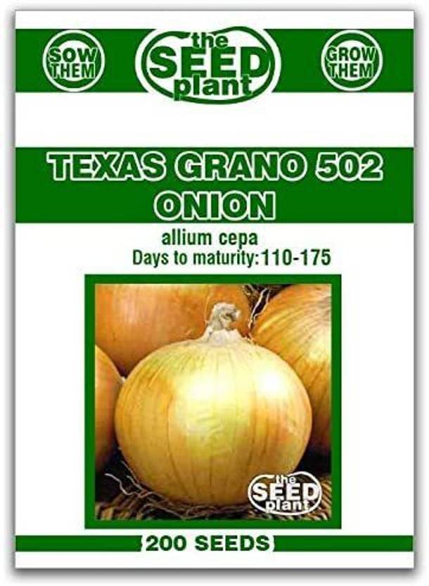 WILLVINE SCI-30 Texas Grano 502 Onion Seeds-3000 Seeds Seed Price in India - Buy WILLVINE SCI-30 ...
