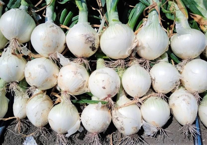 WATIKA White Sweet Spanish Onion Seed Price in India - Buy WATIKA White ...