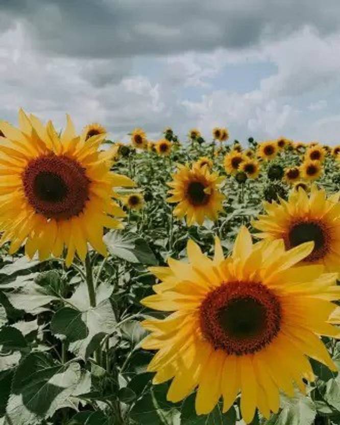 Aro Sunflower Seed Price in India - Buy Aro Sunflower Seed online at ...