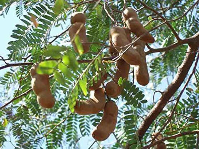 KANAYA IMLI KE BEEJ / TAMARIND SEEDS IMLEE KE BEEJ FOR Home Gardening ...