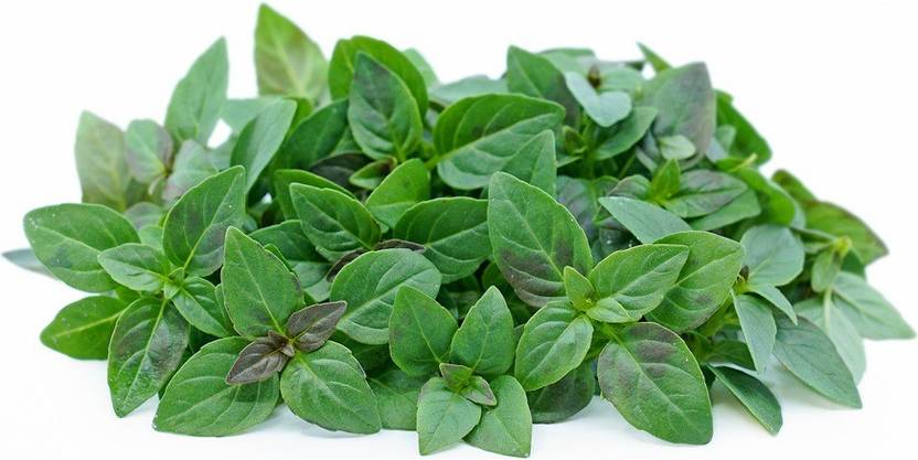 VibeX ® VXI-51 Spicy Globe Basil (ocimum basilicum Minimum) Seed Price in India - Buy VibeX ...