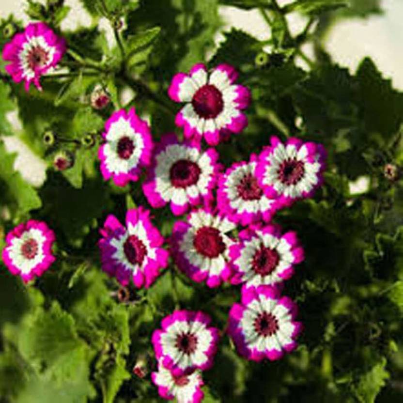JRYU Cineraria ‘Mix’ F1 Hybrid Flower Seeds for Home Gardening Seed ...
