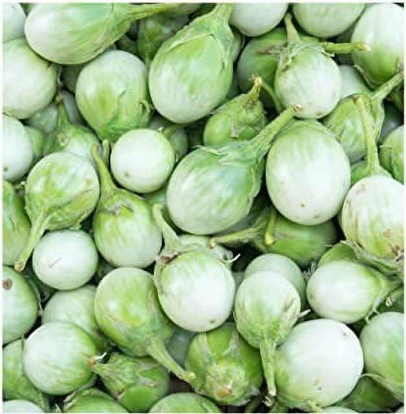 MAA Brinjal Green round, Brinjal, Eggplant Seed Price in India - Buy ...