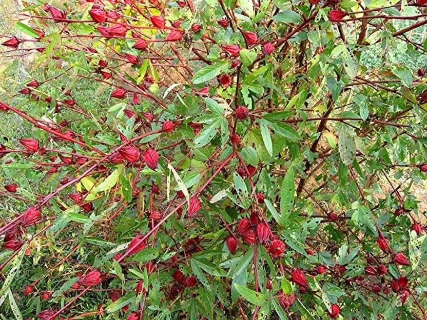 Aro Ambada Red, Gongura, Roselle Seed Price in India - Buy Aro Ambada ...