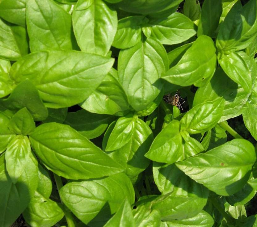 XEFRA Organic Sweet Basil Italian type-Ocimum Basilicum Seed Price in ...