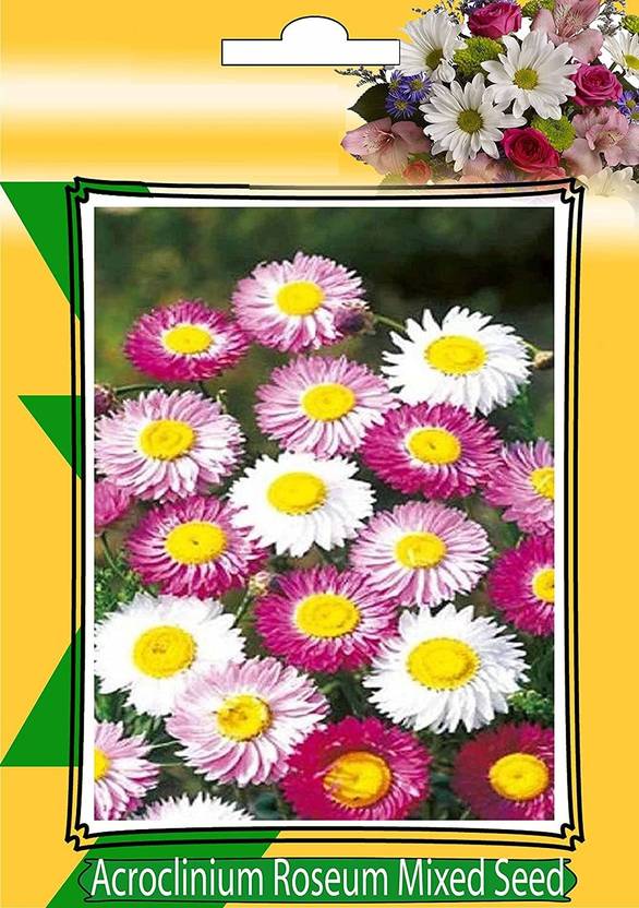 CYBEXIS Paper Daisy Seeds (ACROCLINIUM Seeds/Helipterum Roseum) Seed ...