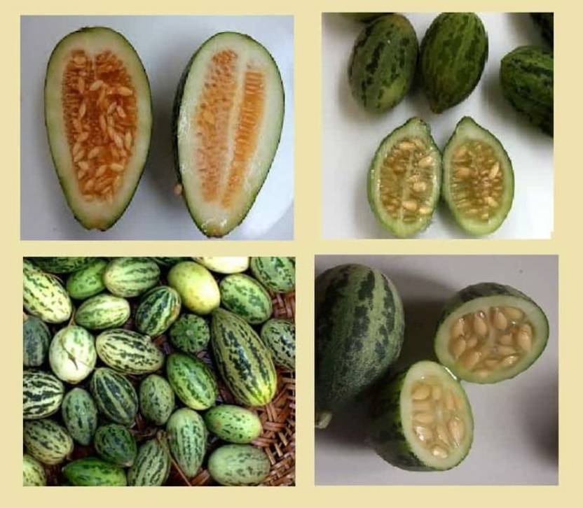 REPRA Kachari Vegetable Seeds Seed Price in India - Buy REPRA Kachari ...