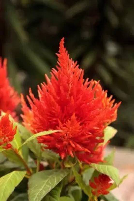 Aro Celosia Dwarf, Cockscomb Seed Price in India - Buy Aro Celosia ...