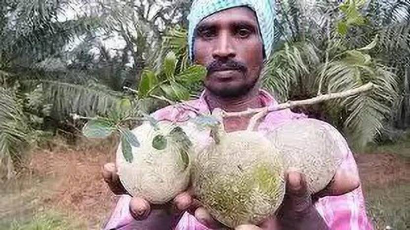 Aro Wood apple, Bel fruit, Kaitha, Katbel, Beal Fruit Seed Price in ...