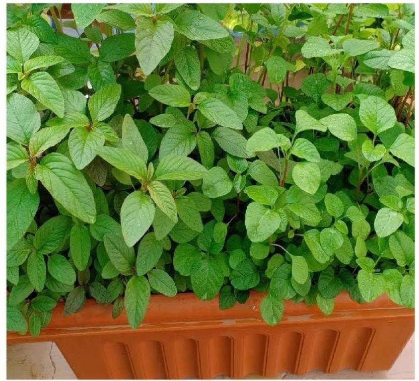 Urro Green Amarnath Chaulai Saag Seed Price In India Buy Urro Green Amarnath Chaulai Saag Seed