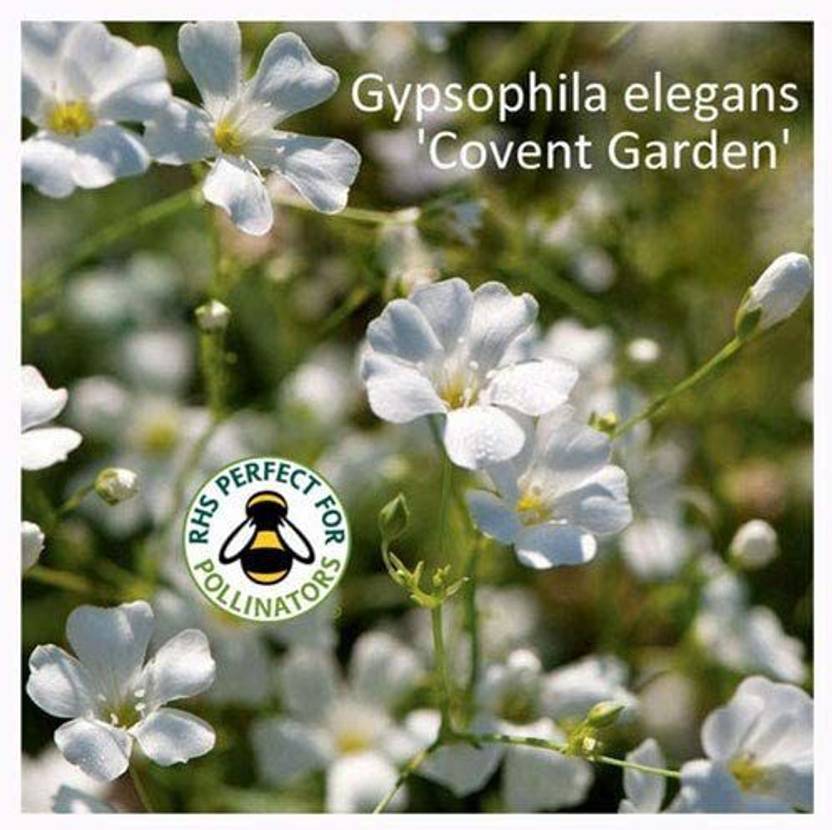 CYBEXIS Gypsophila elegans 'Covent Garden' Seeds. Baby's Breath Seed ...