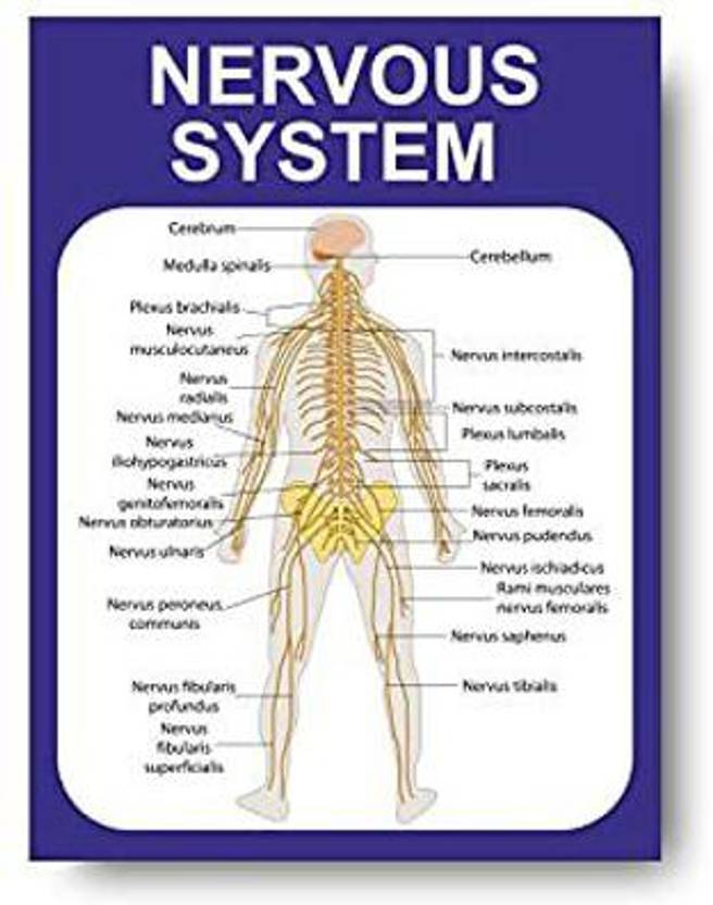 Nervous System - Kids learning Charts / Posters for Kids Learning ...