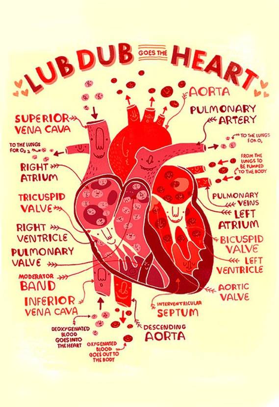 Poster Lub Dub Goes The Heart sl-9932 (Wall Poster, 13x19 Inch, Matte ...
