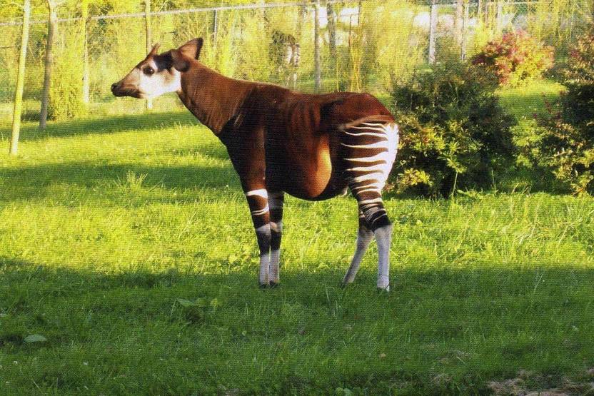 okapi animals poster Multicolor Photo Paper Print Poster Photographic ...