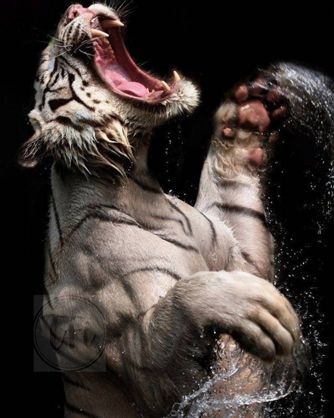 Tiger Poster | Tiger Posters for Room | Unframed | With Self Adhesive ...