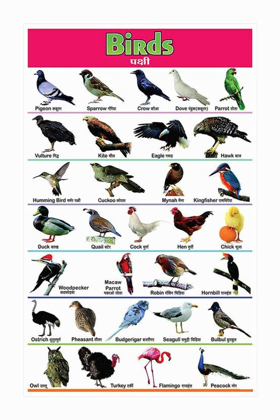 Birds Name Chart Poster with Gloss Lamination Paper Print - Children ...