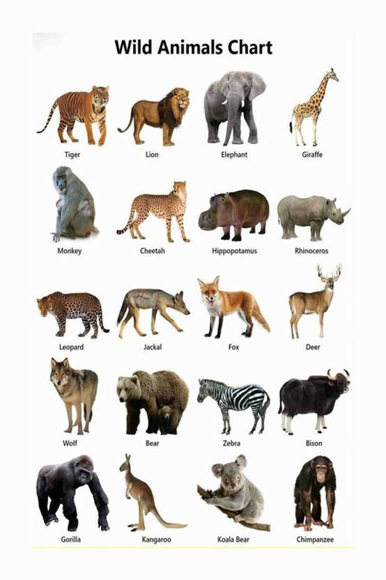 Animals Name Chart Poster with Gloss Lamination Paper Print - Children ...