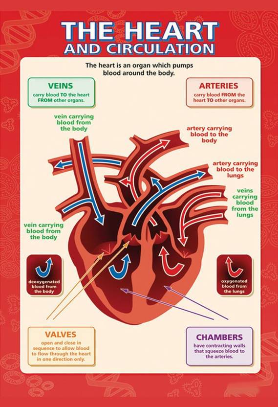 Poster The Heart And Circulation sl-10210 (Large Poster, 36x24 Inch ...