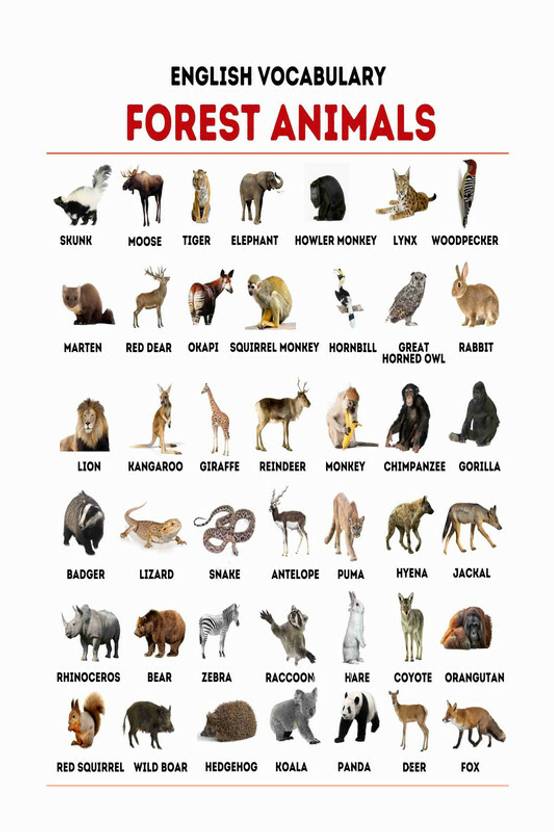 Animals Name Chart Poster with Gloss Lamination Paper Print - Children ...