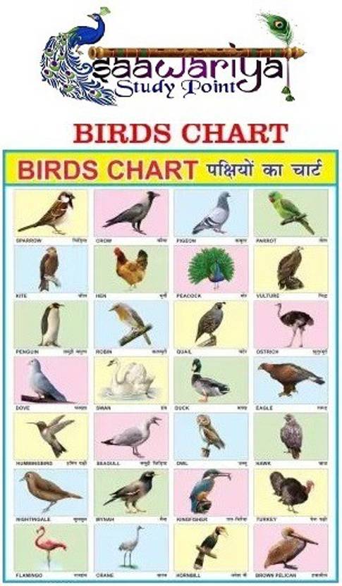 Learning Educational Charts for Kids | Birds Chart For Kids | Gloss Laminated Paper Print ...