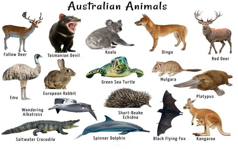 Animals Name Chart Poster with Gloss Lamination Paper Print - Children ...