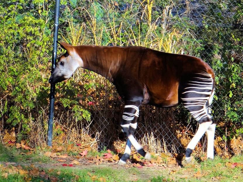 okapi animals poster Multicolor Photo Paper Print Poster Photographic ...