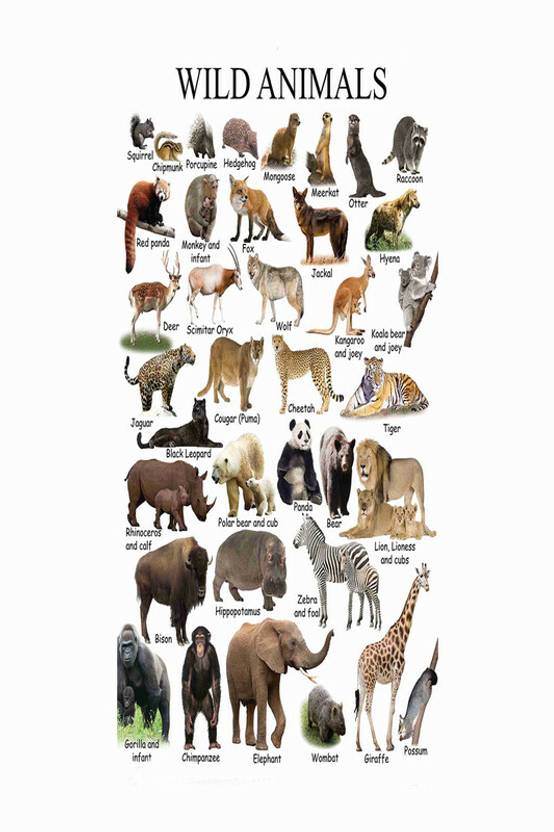 Animals Name Chart Poster with Gloss Lamination Paper Print - Children ...
